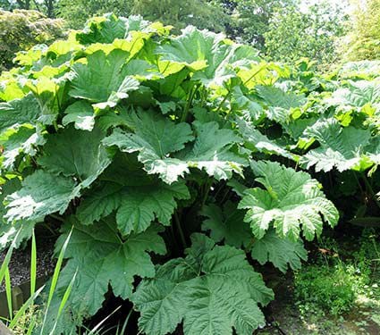 Gunnera manicata | White Flower Farm