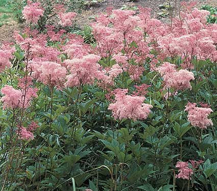 Filipendula rubra 'Venusta' | White Flower Farm