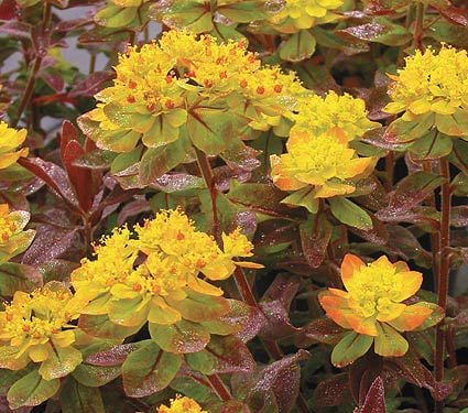 Euphorbia polychroma 'Bonfire' | White Flower Farm