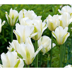 String of Pearls Tulip Collection | White Flower Farm