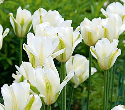 String of Pearls Tulip Collection | White Flower Farm