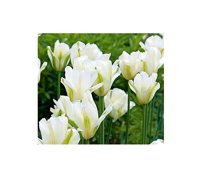 String of Pearls Tulip Collection | White Flower Farm
