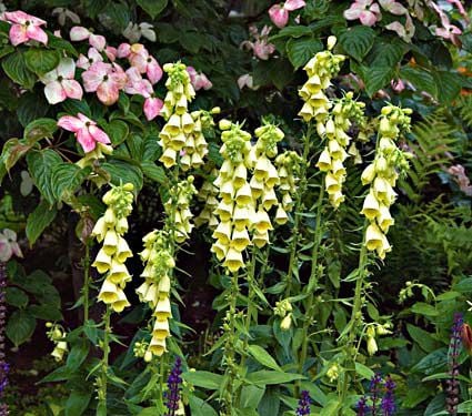 Digitalis grandiflora | White Flower Farm