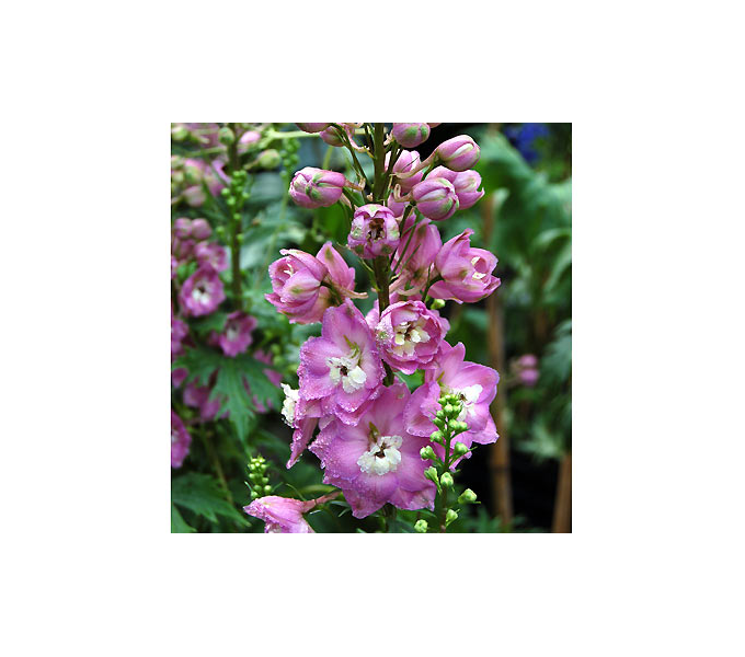 Delphinium 'Centurion Rose Shades' | White Flower Farm