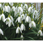 White Flower Collection of 4 Early Spring Bulbs | White Flower Farm
