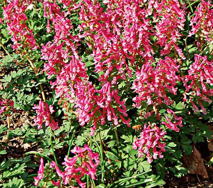 Corydalis Flowers, Corydalis Bulbs & More | White Flower Farm