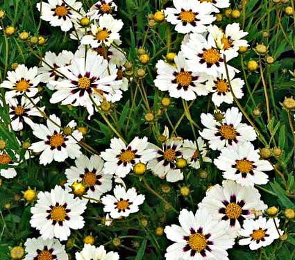 Coreopsis Big Bang™ Star Cluster | White Flower Farm