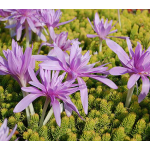Colchicum Sampler | White Flower Farm