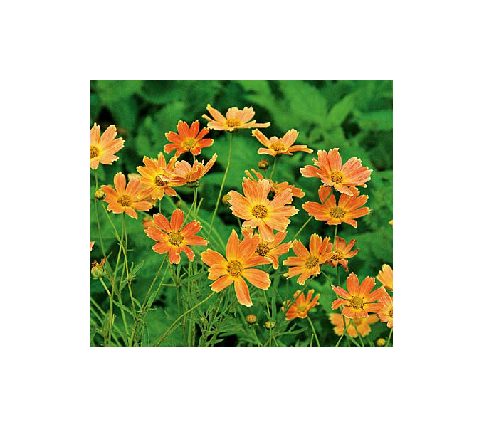 Coreopsis 'Sienna Sunset' | White Flower Farm