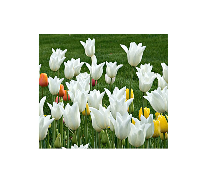 String of Pearls Tulip Collection | White Flower Farm