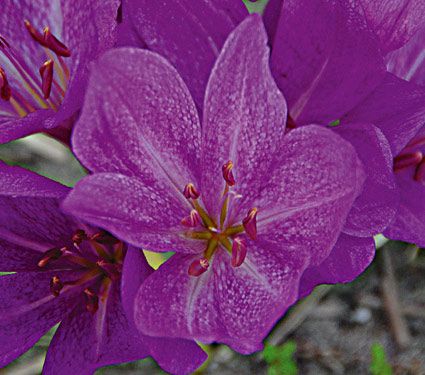 Colchicum 'Violet Queen' | White Flower Farm