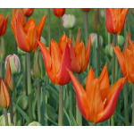 Citrus Twist Tulip Collection | White Flower Farm