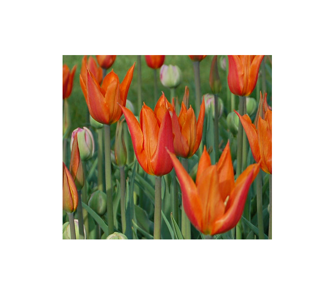 Citrus Twist Tulip Collection | White Flower Farm