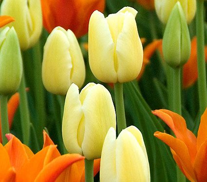 Citrus Twist Tulip Collection | White Flower Farm
