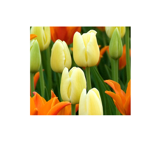 Tulip 'City of Vancouver' | White Flower Farm