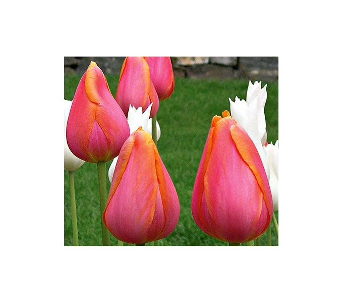 Long-Season Multicolor Tulip Cutting Garden | White Flower Farm