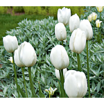 String of Pearls Tulip Collection | White Flower Farm