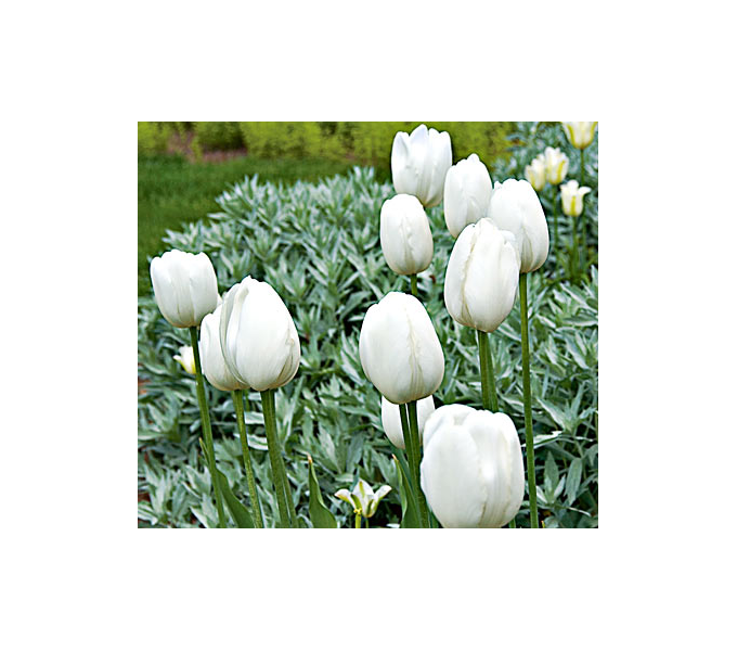 String of Pearls Tulip Collection | White Flower Farm