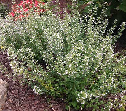 Calamintha nepeta nepeta | White Flower Farm