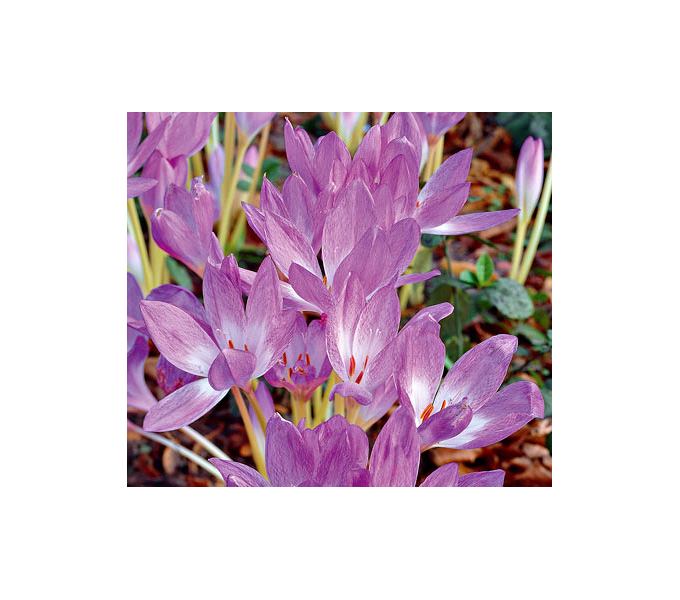 Colchicum 'Giant' | White Flower Farm