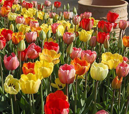 White Flower Farm Perennial Tulip Mixture | White Flower Farm