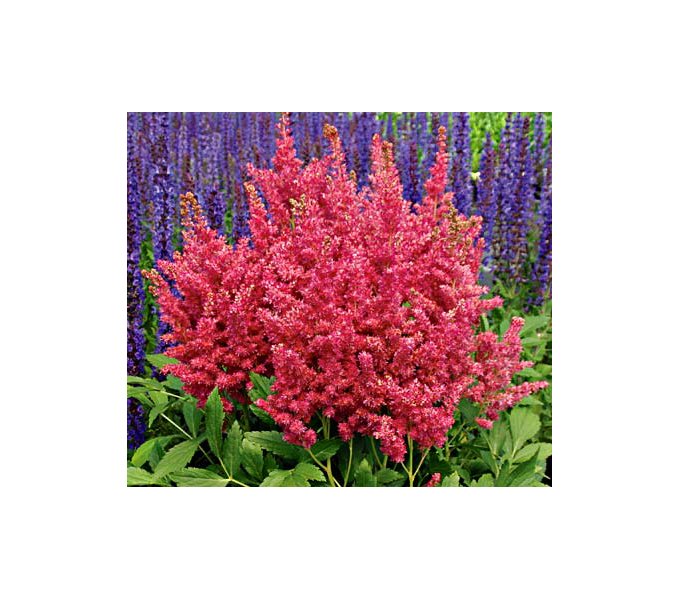 Астильба Лук Эт Ми Описание Фото – Telegraph