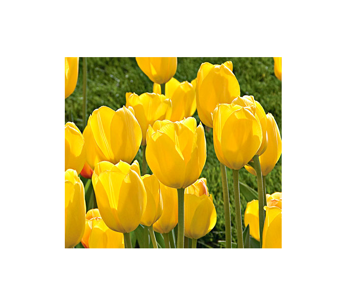 Tulip 'Conqueror' | White Flower Farm