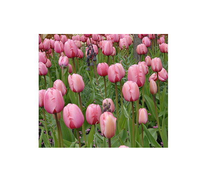 Impression Mix of Tulips | White Flower Farm