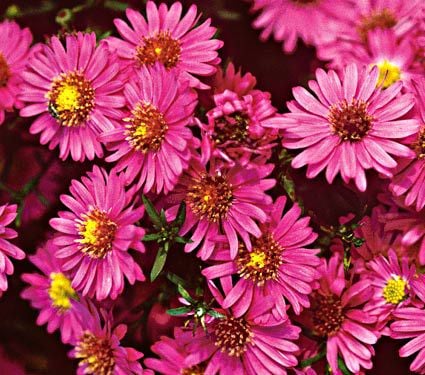 Aster novi-belgii 'Alert' | White Flower Farm