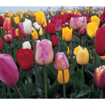 The Corps de Ballet Tulip Mix | White Flower Farm