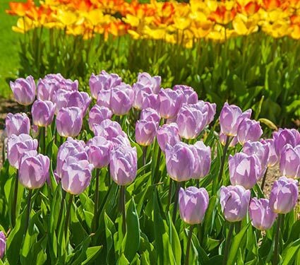 Long-Season Multicolor Tulip Cutting Garden | White Flower Farm