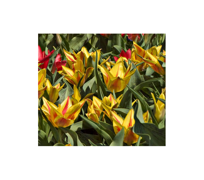 Tulip 'Winnipeg' | White Flower Farm