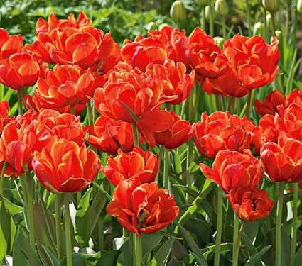 Tulip 'Queensday' | White Flower Farm