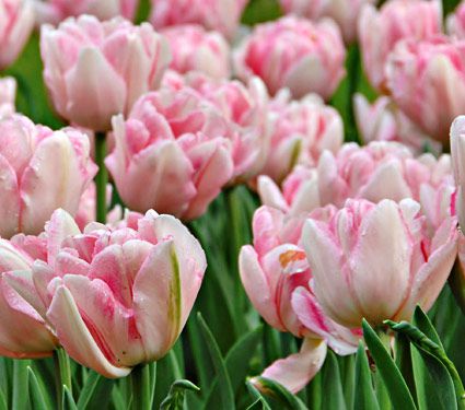 Tulip Foxtrot | White Flower Farm