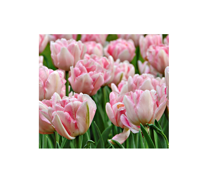 Foxtrot Duo Tulip Collection | White Flower Farm