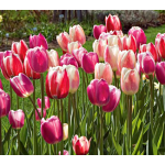 Tulip Bulbs, Tulips, Tulip Flowers & More | Find the perfect Tulip bulb ...
