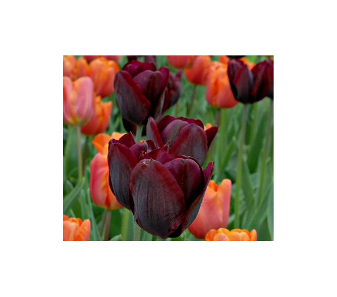 Long-Season Multicolor Tulip Cutting Garden | White Flower Farm