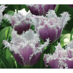 Rembrandt Tulip Mix | White Flower Farm