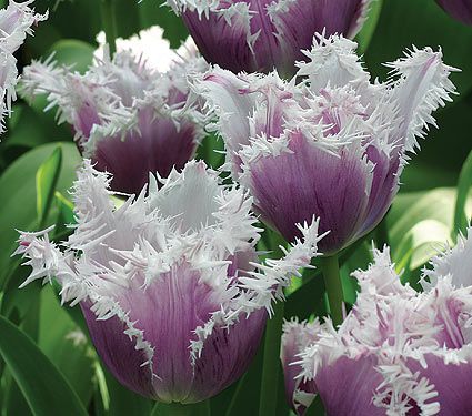Fringed Tulips | White Flower Farm