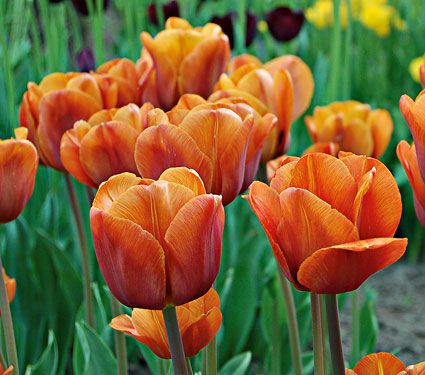 Tulip Cairo | White Flower Farm