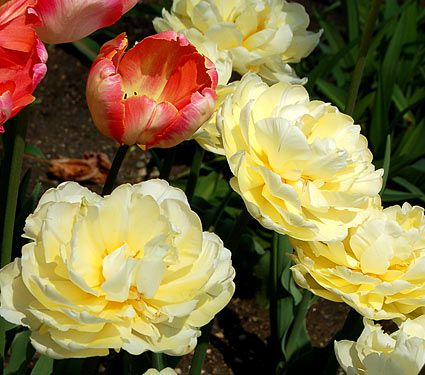 Tulip Verona | White Flower Farm