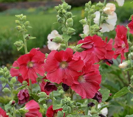 Alcea rosea 'Mars Magic' | White Flower Farm