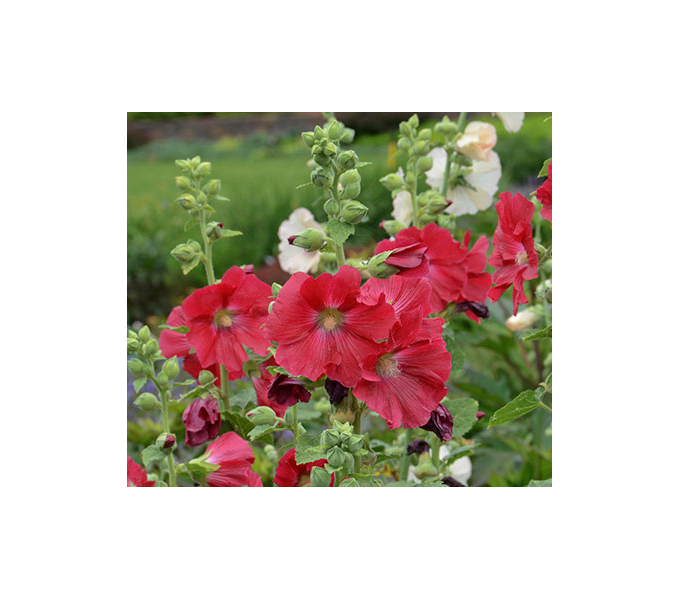 Alcea rosea 'Mars Magic' | White Flower Farm