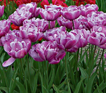Tulip Blue Diamond | White Flower Farm