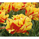 Tulip Backpacker | White Flower Farm