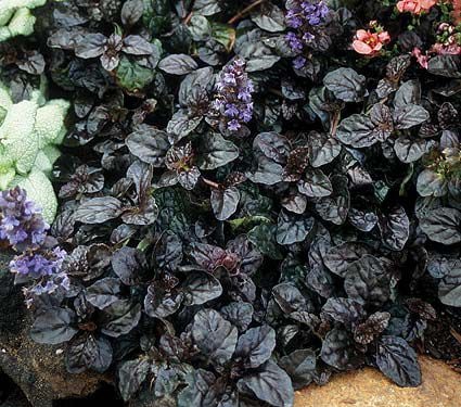Ajuga reptans 'Black Scallop' | White Flower Farm