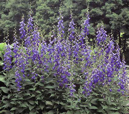 Adenophora - Alchetron, The Free Social Encyclopedia