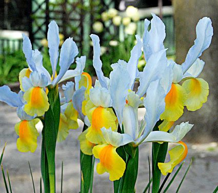 Iris Apollo | White Flower Farm