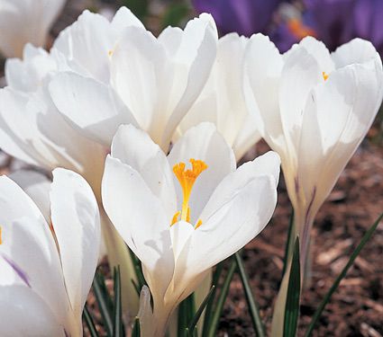 White Flower Collection of 4 Early Spring Bulbs | White Flower Farm