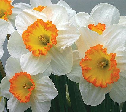 Weatherproof Large-Cupped Daffodil Mix | White Flower Farm
